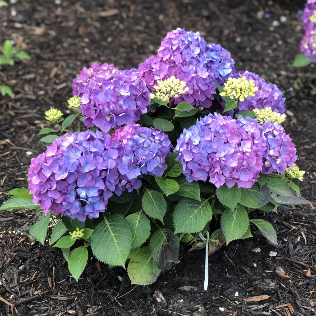 LET'S DANCE® RAVE® Hydrangea– Garden Crossings