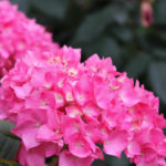 LET'S DANCE® RAVE® Hydrangea– Garden Crossings