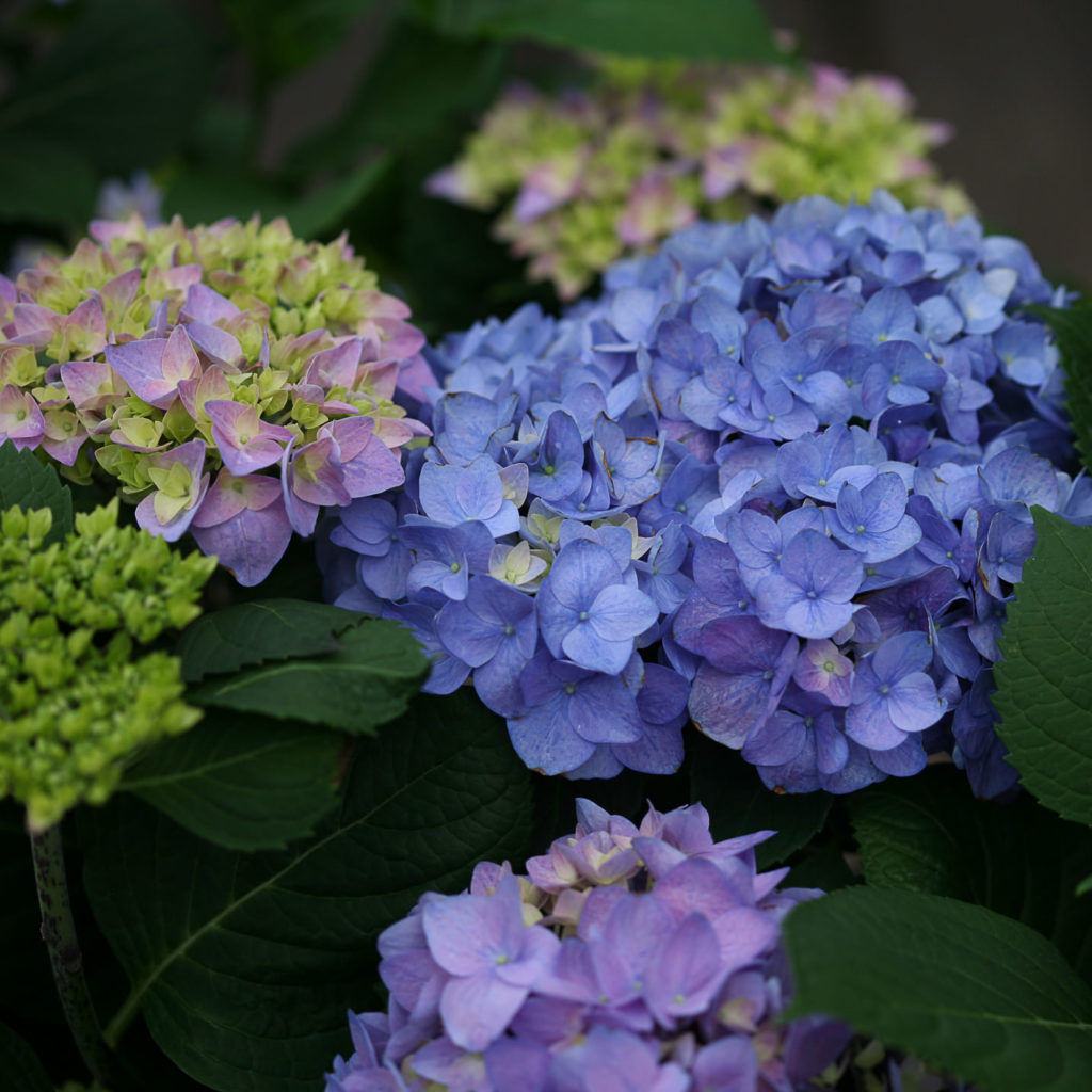 Let’s Dance Rhythmic Blue Hydrangea with Mophead Blooms