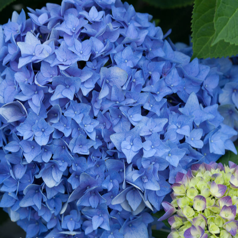 Let’s Dance Rhythmic Blue Hydrangea with Mophead Blooms