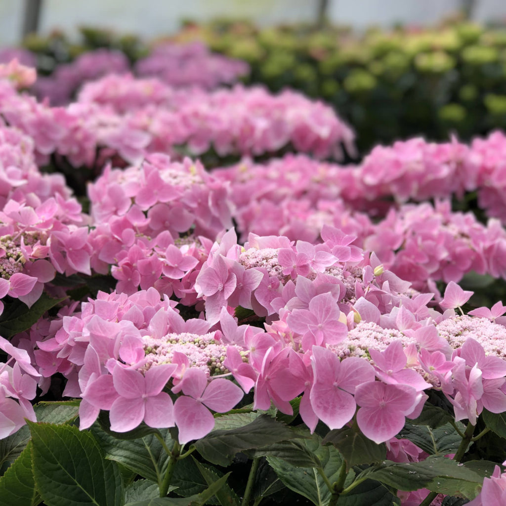 LET'S DANCE® Starlight Hydrangea – Garden Crossings