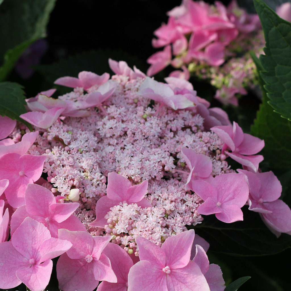 LET'S DANCE® Starlight Hydrangea – Garden Crossings