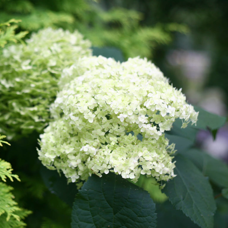 LIME RICKEY® Hydrangea – Garden Crossings