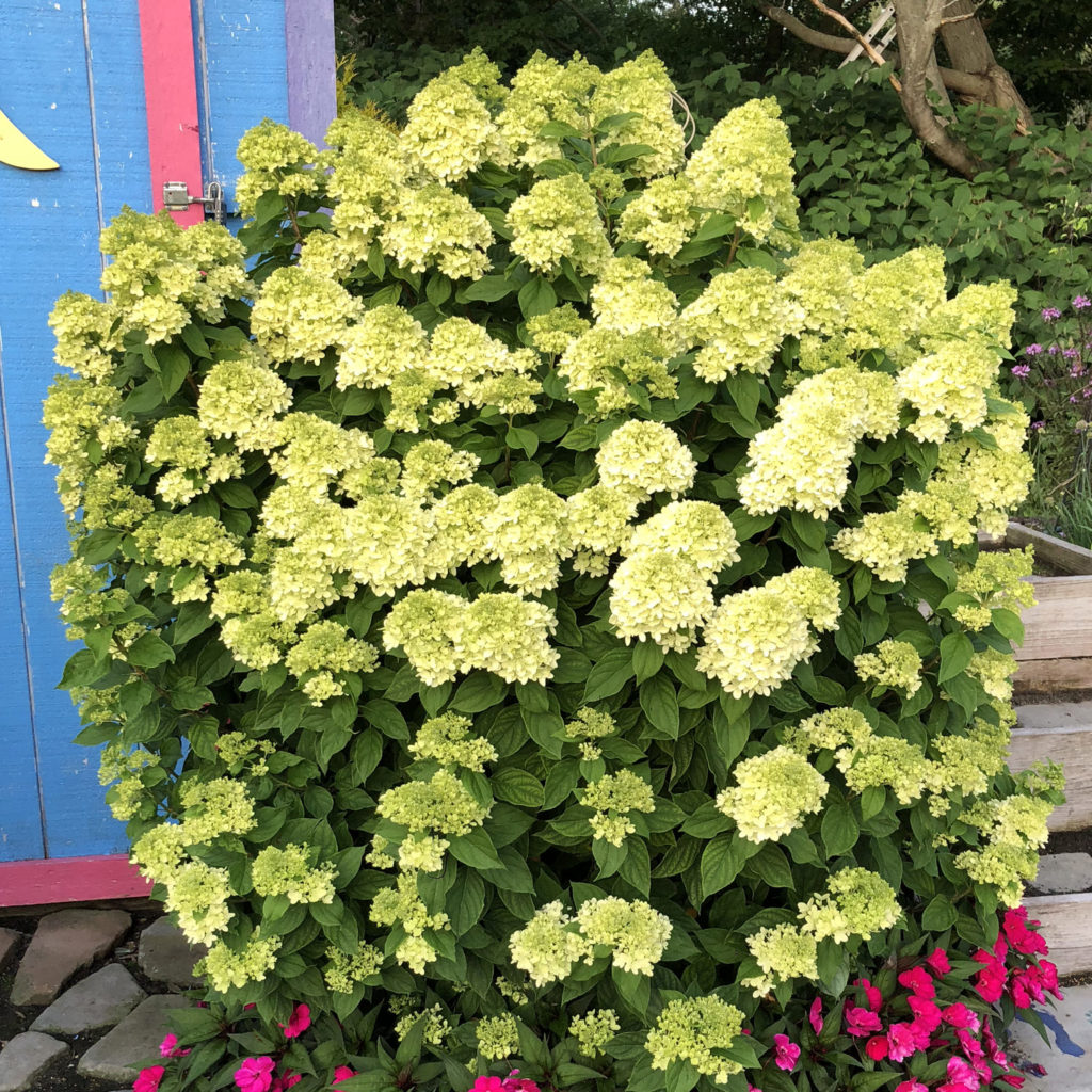 Lime-Green Blooms on Compact Hardy Hydrangea