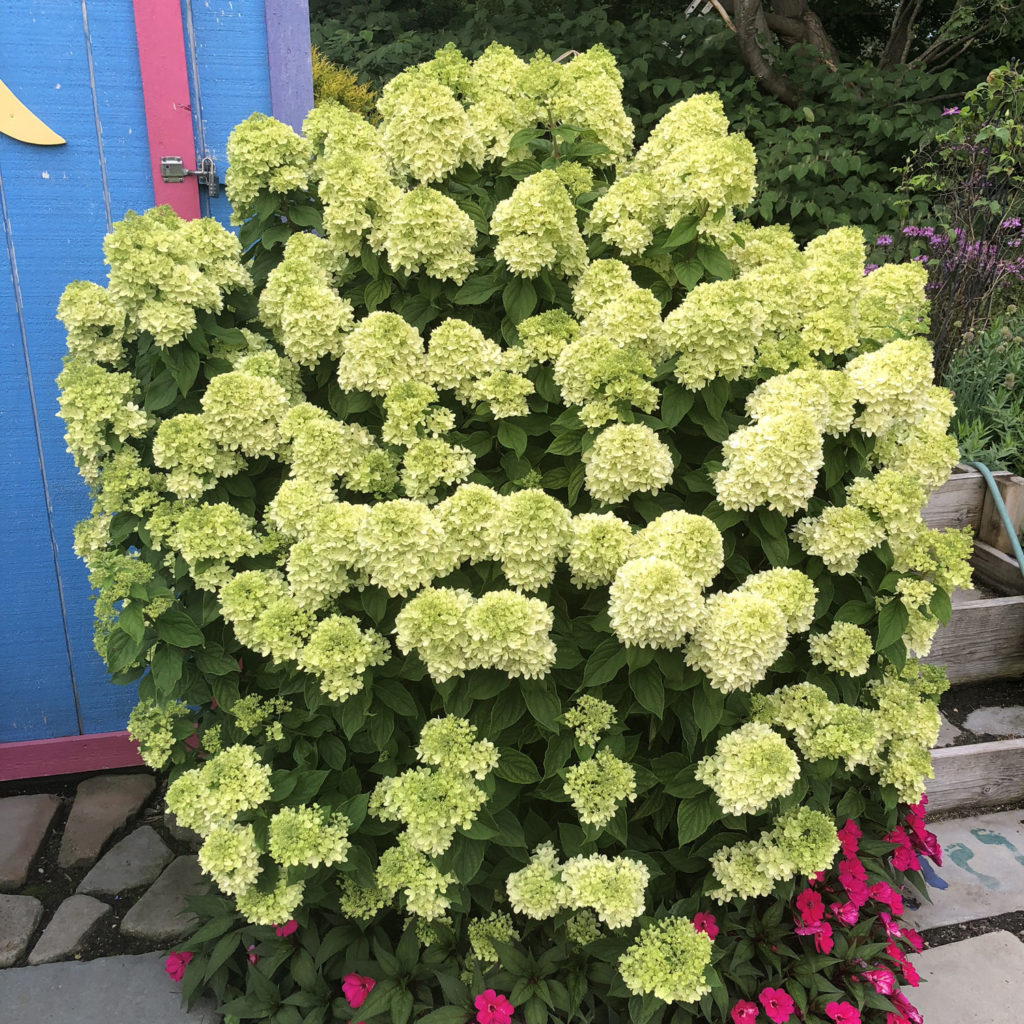 Lime-Green Blooms on Compact Hardy Hydrangea