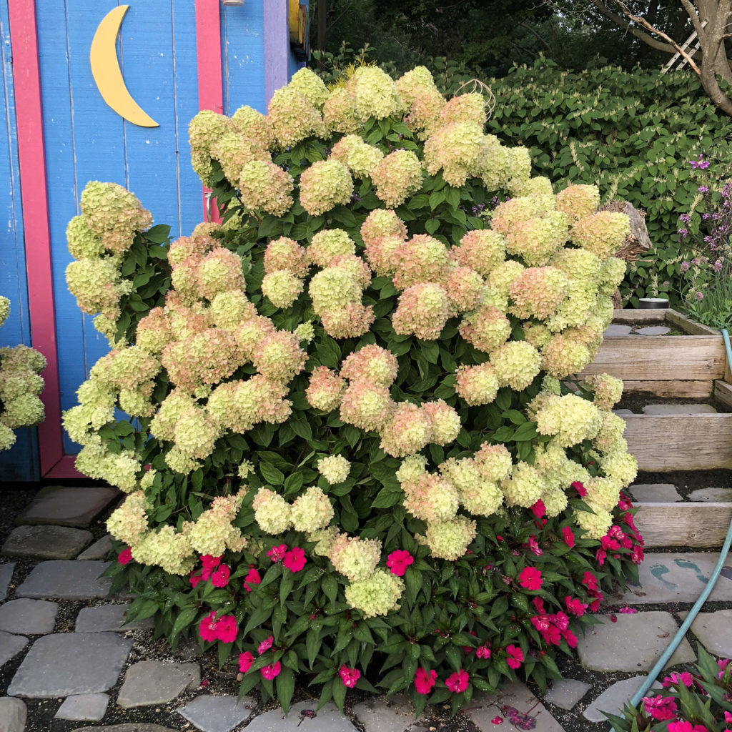 Lime-Green Blooms on Compact Hardy Hydrangea