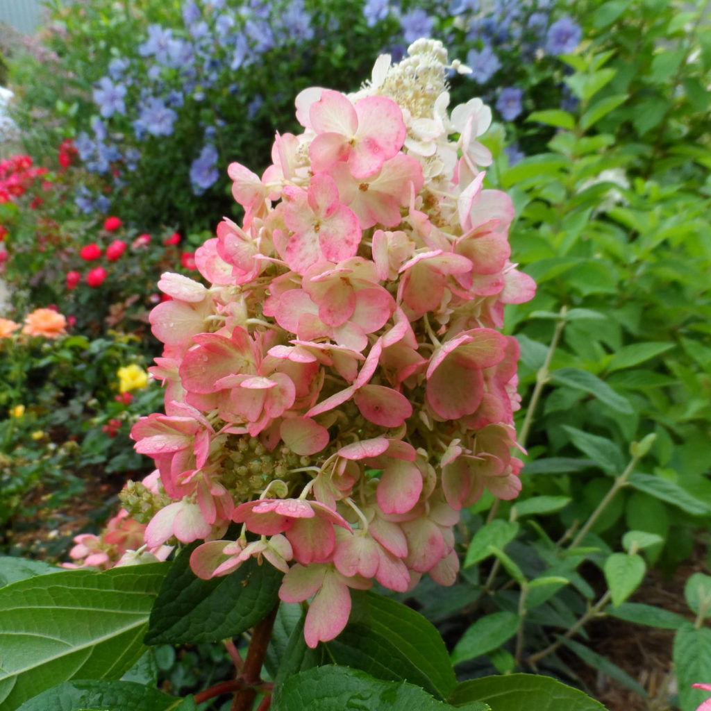 PINKY WINKY® Hydrangea – Garden Crossings