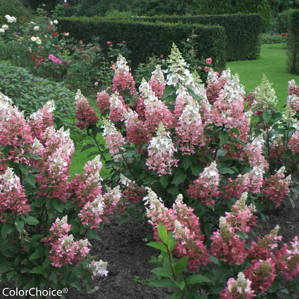 PINKY WINKY® Hydrangea – Garden Crossings
