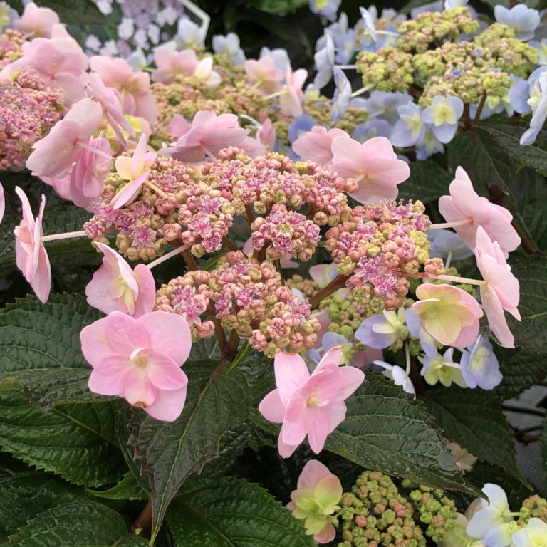 Tiny Tuff Stuff Hydrangea with Delicate Lacecaps