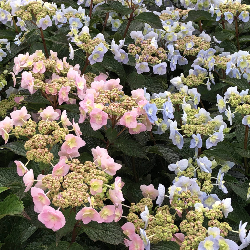 Tiny Tuff Stuff Hydrangea with Delicate Lacecaps