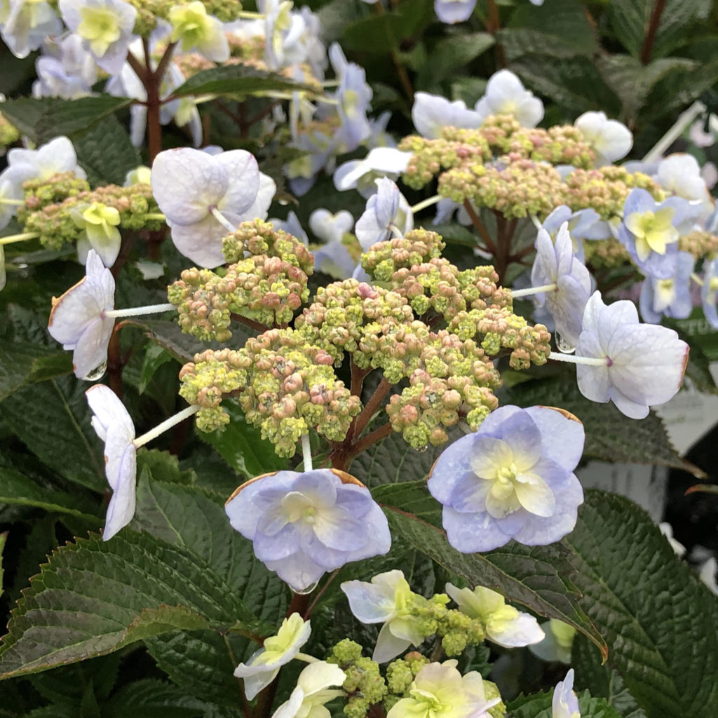 Tiny Tuff Stuff Hydrangea with Delicate Lacecaps