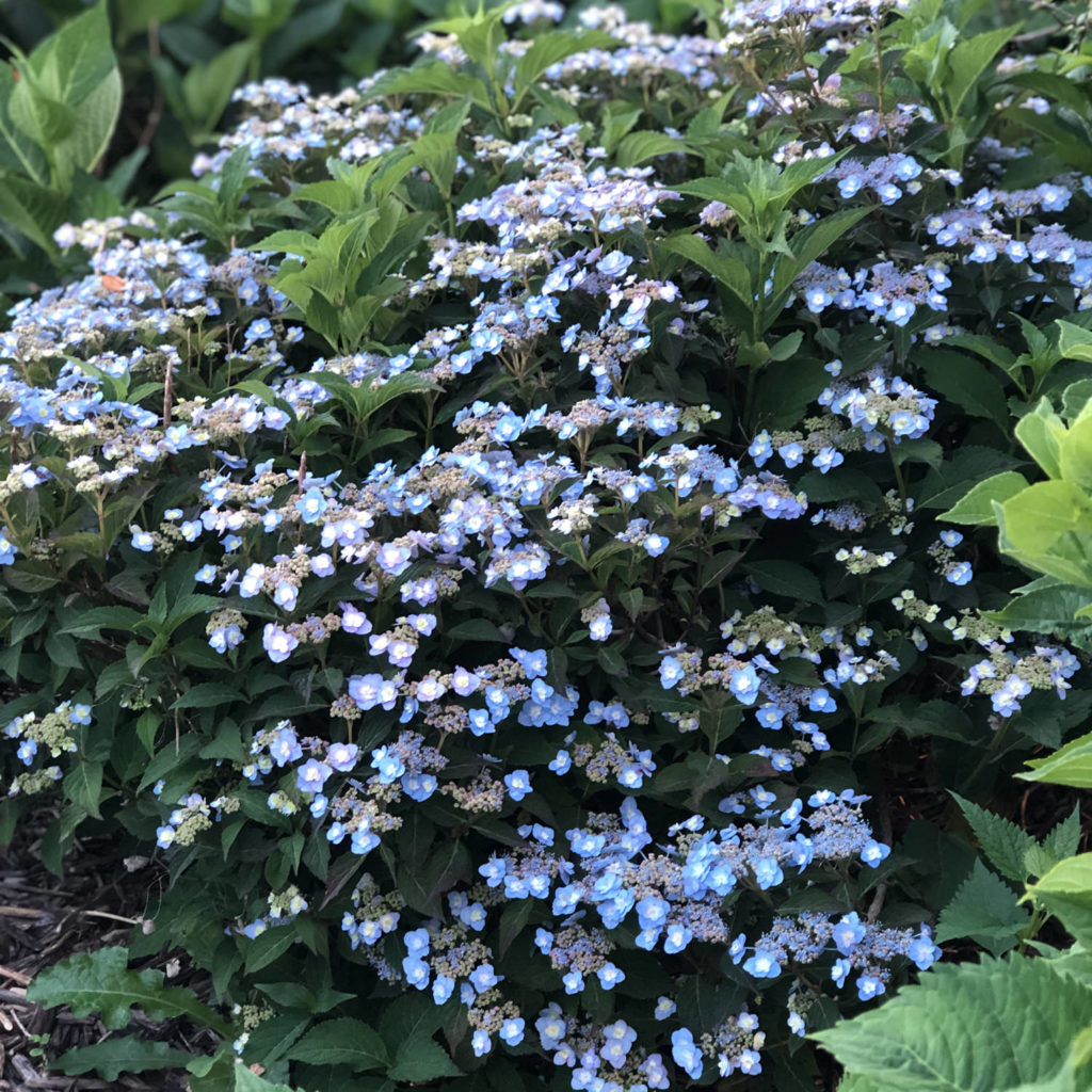 Tiny Tuff Stuff Hydrangea with Delicate Lacecaps
