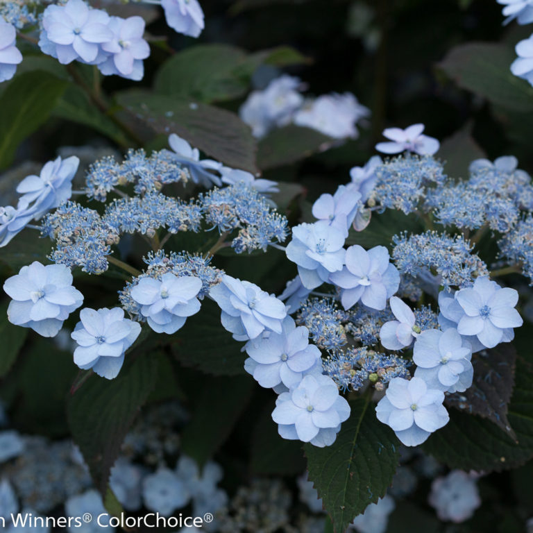 Tiny Tuff Stuff Hydrangea with Delicate Lacecaps