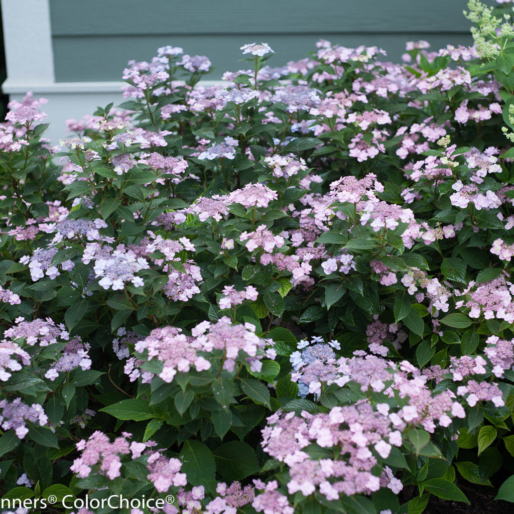 Tiny Tuff Stuff Hydrangea with Delicate Lacecaps