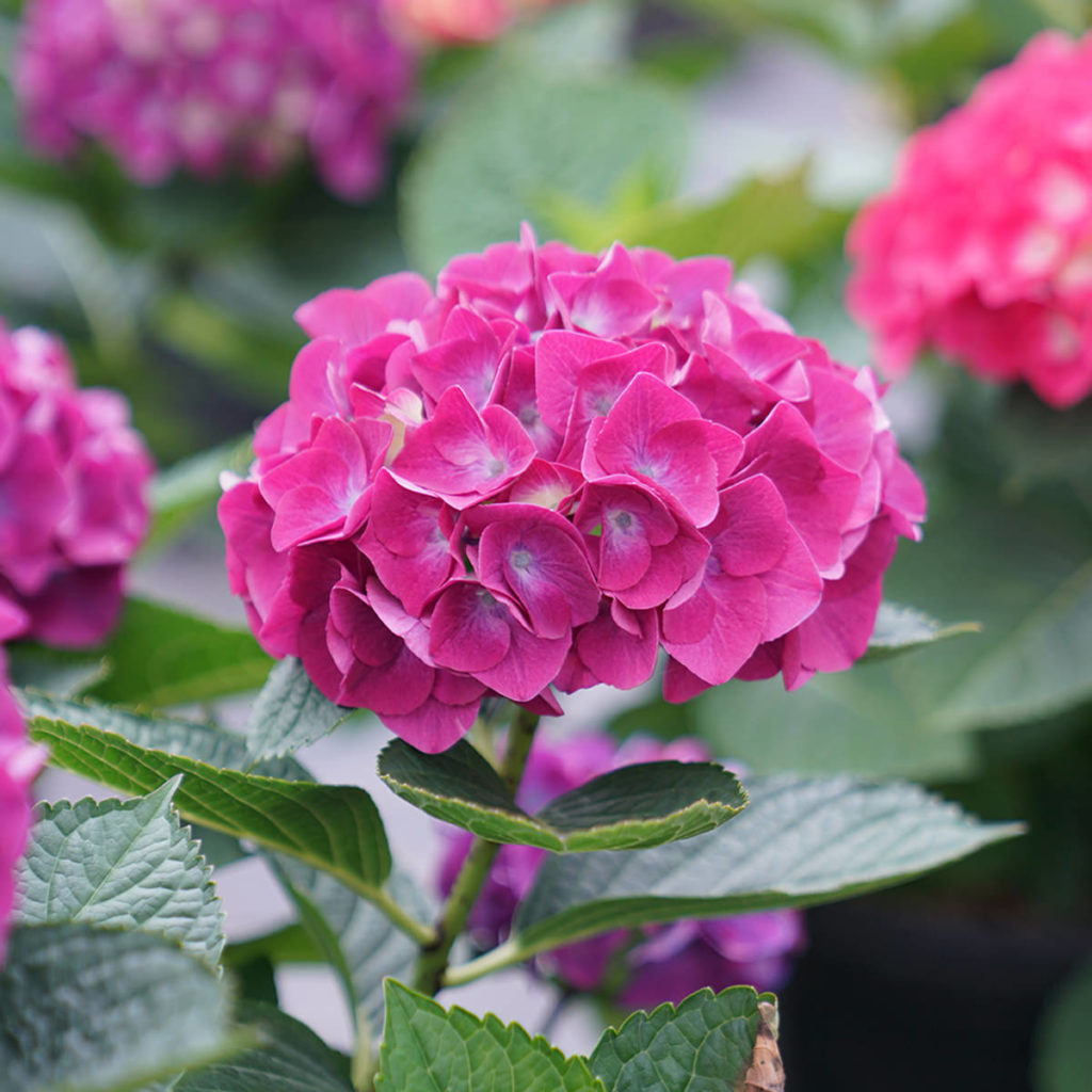 Wee Bit Giddy Hydrangea with Bold Magenta Flowers