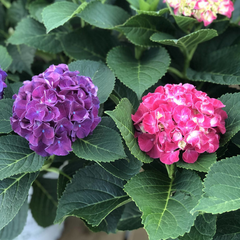 Wee Bit Grumpy Hydrangea – Compact with Bold Color