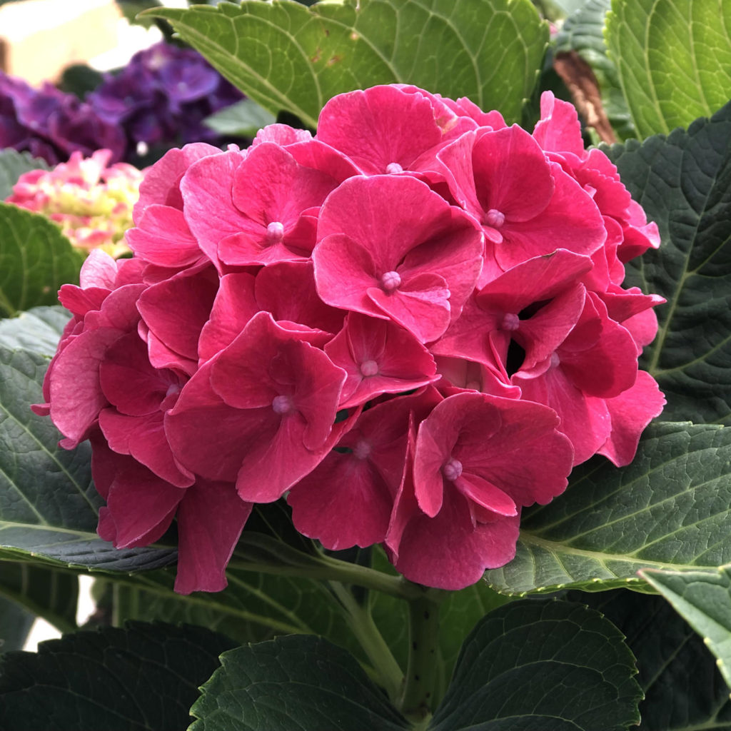 Wee Bit Grumpy Hydrangea – Compact with Bold Color