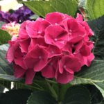 Wee Bit Grumpy Hydrangea – Compact with Bold Color