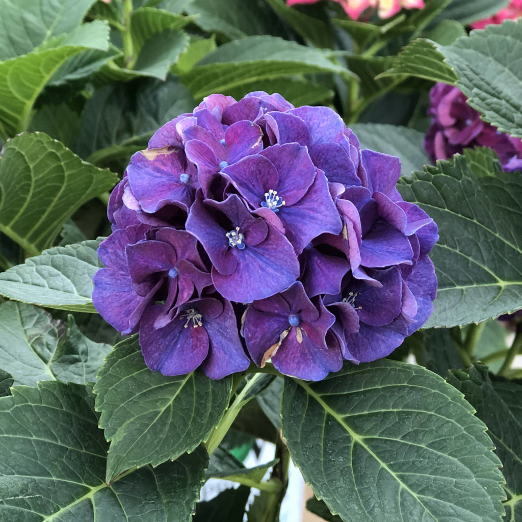 Wee Bit Grumpy Hydrangea – Compact with Bold Color