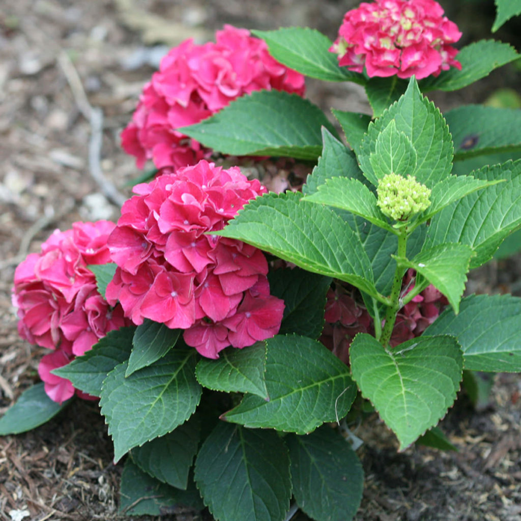 Wee Bit Grumpy Hydrangea – Compact with Bold Color