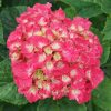 Wee Bit Grumpy Hydrangea – Compact with Bold Color