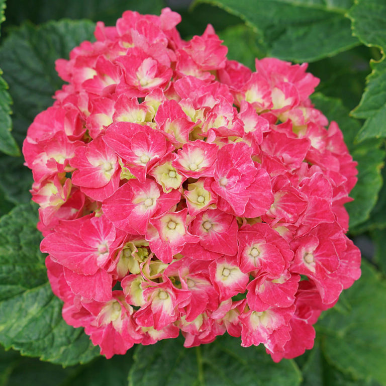 Wee Bit Grumpy Hydrangea – Compact with Bold Color