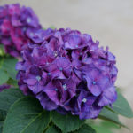 Wee Bit Grumpy Hydrangea – Compact with Bold Color