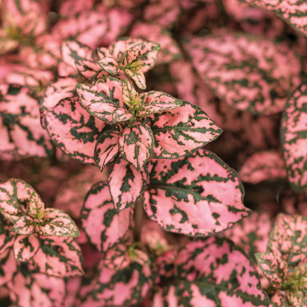 HIPPO® Pink Hypoestes
