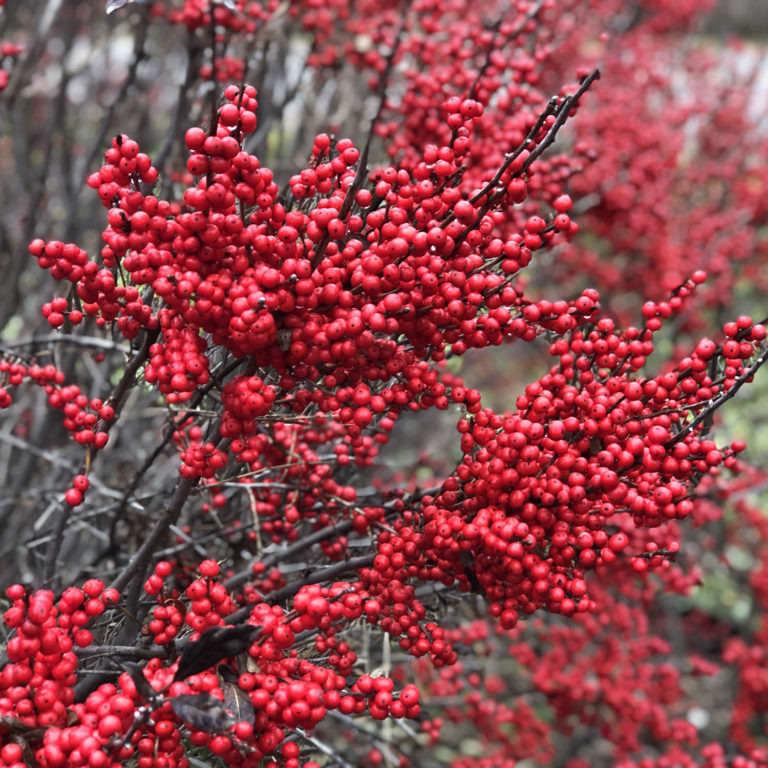 BERRY POPPINS® Winterberry Holly - Order Online