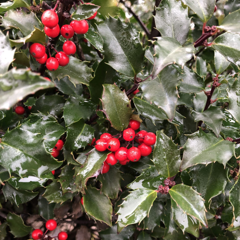 CASTLE SPIRE® Blue Holly - Order Online