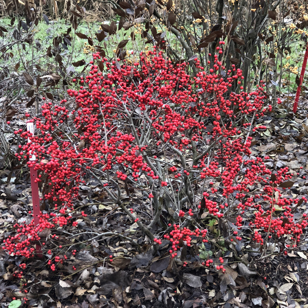 Ilex LITTLE GOBLIN Red - Buy Holly Winterberry Shrubs Online