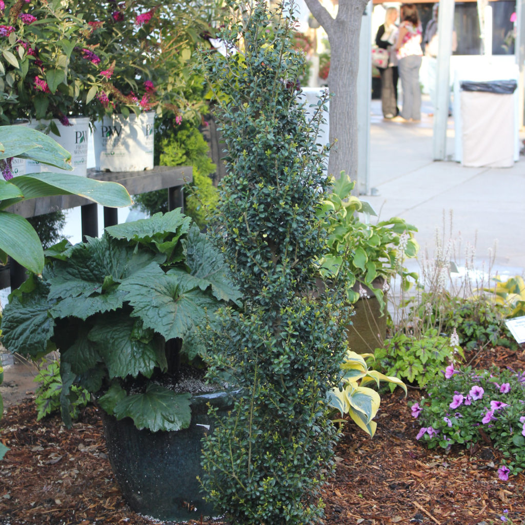 SKY BOX™ Japanese Holly - Order Online