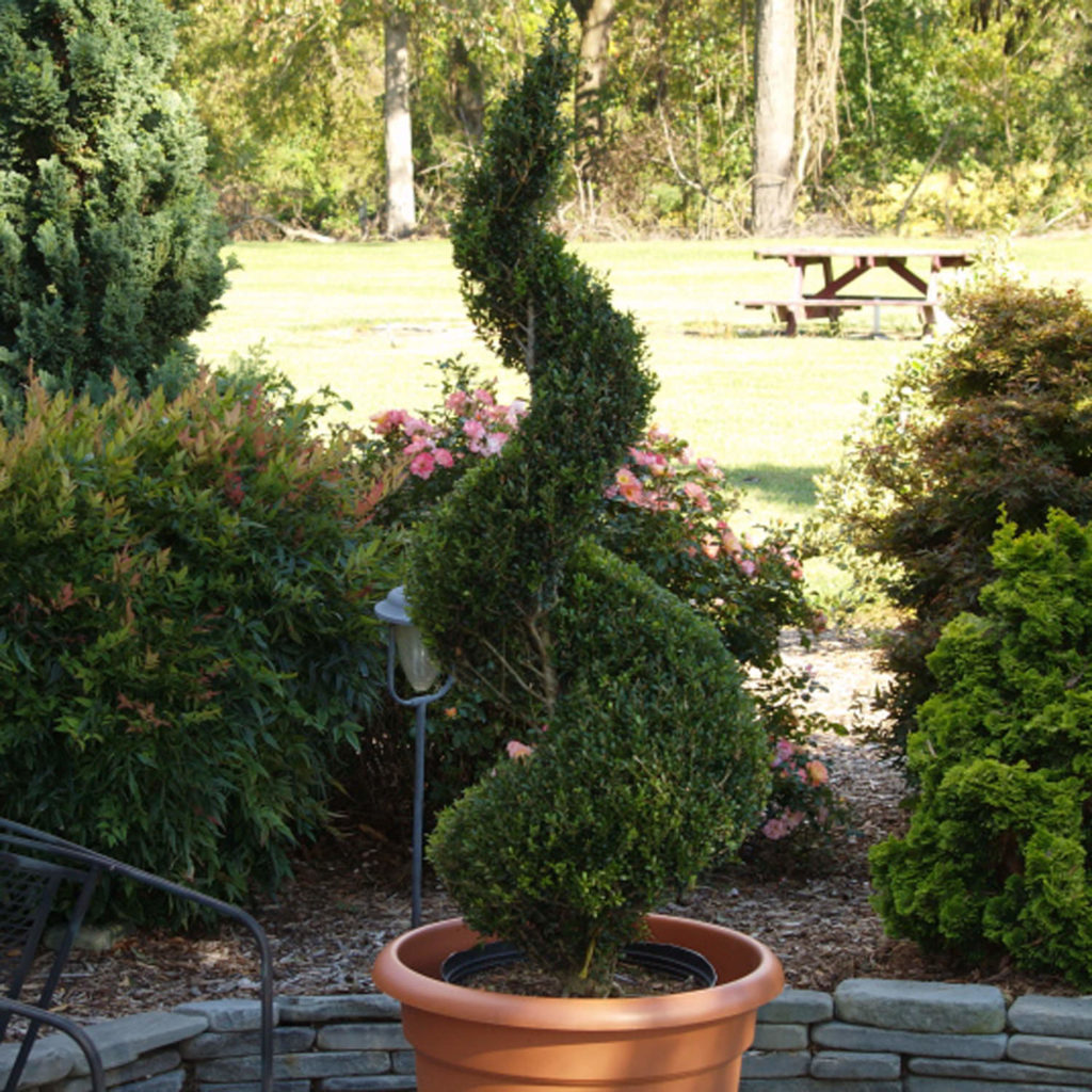 SKY BOX™ Japanese Holly - Order Online