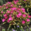 SUNPATIENS® Compact Tropical Rose Impatiens