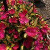 SUNPATIENS® Compact Tropical Rose Impatiens