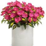 SUNPATIENS® Compact Tropical Rose Impatiens
