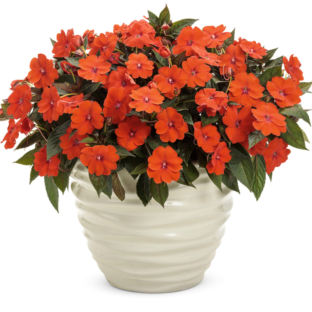 Sunpatiens® - Impatiens | Order Annuals Online