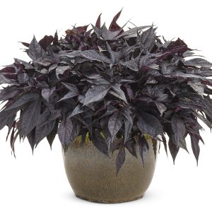 Sweet Caroline RAVEN™ Sweet Potato Vine - Order Online