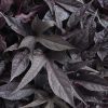 Sweet Caroline RAVEN™ Sweet Potato Vine - Order Online