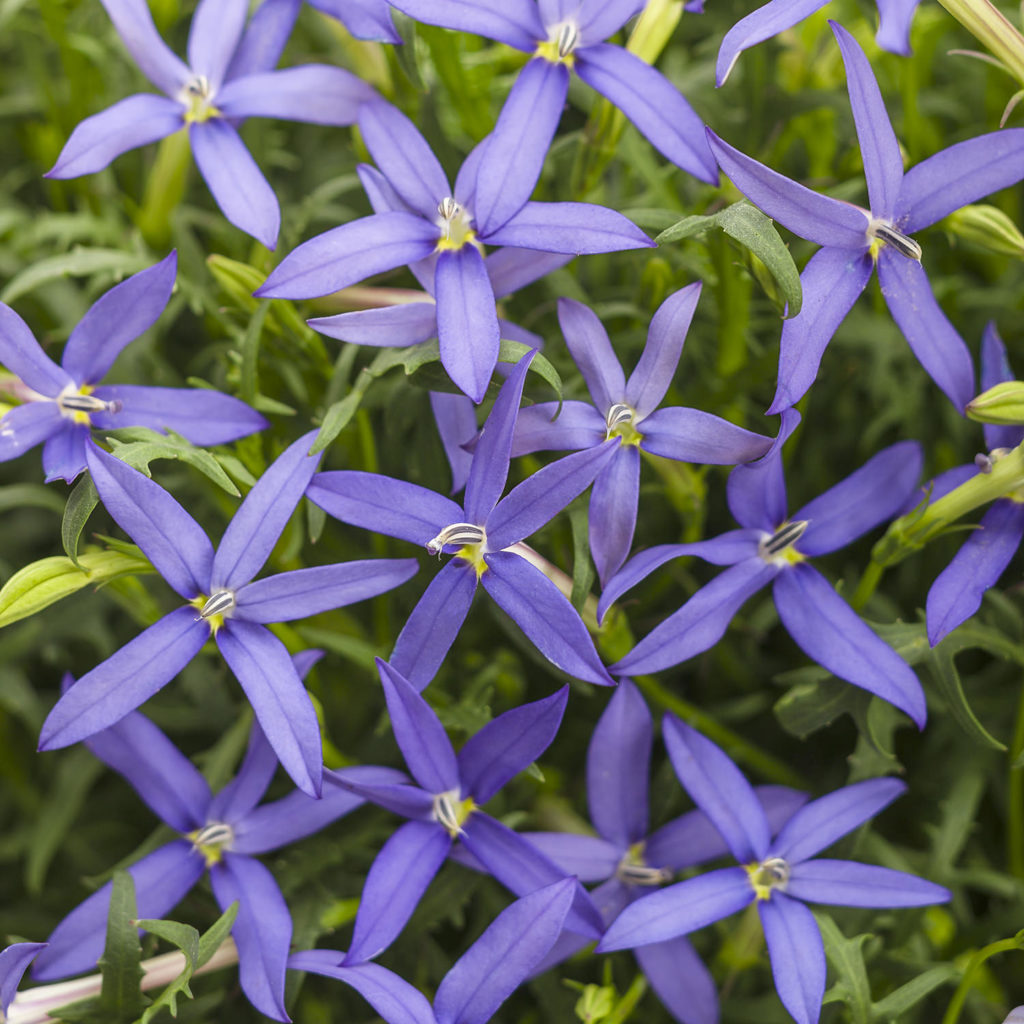 BETH'S BLUE® Star Flower - Order Online