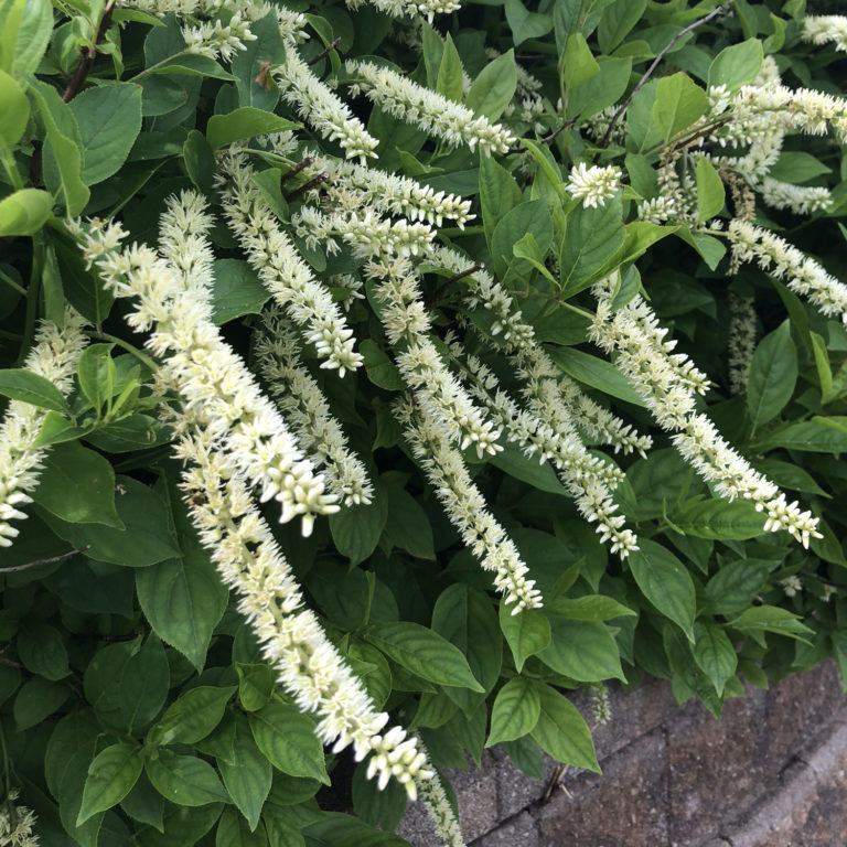 LITTLE HENRY® Sweetspire - Order Online