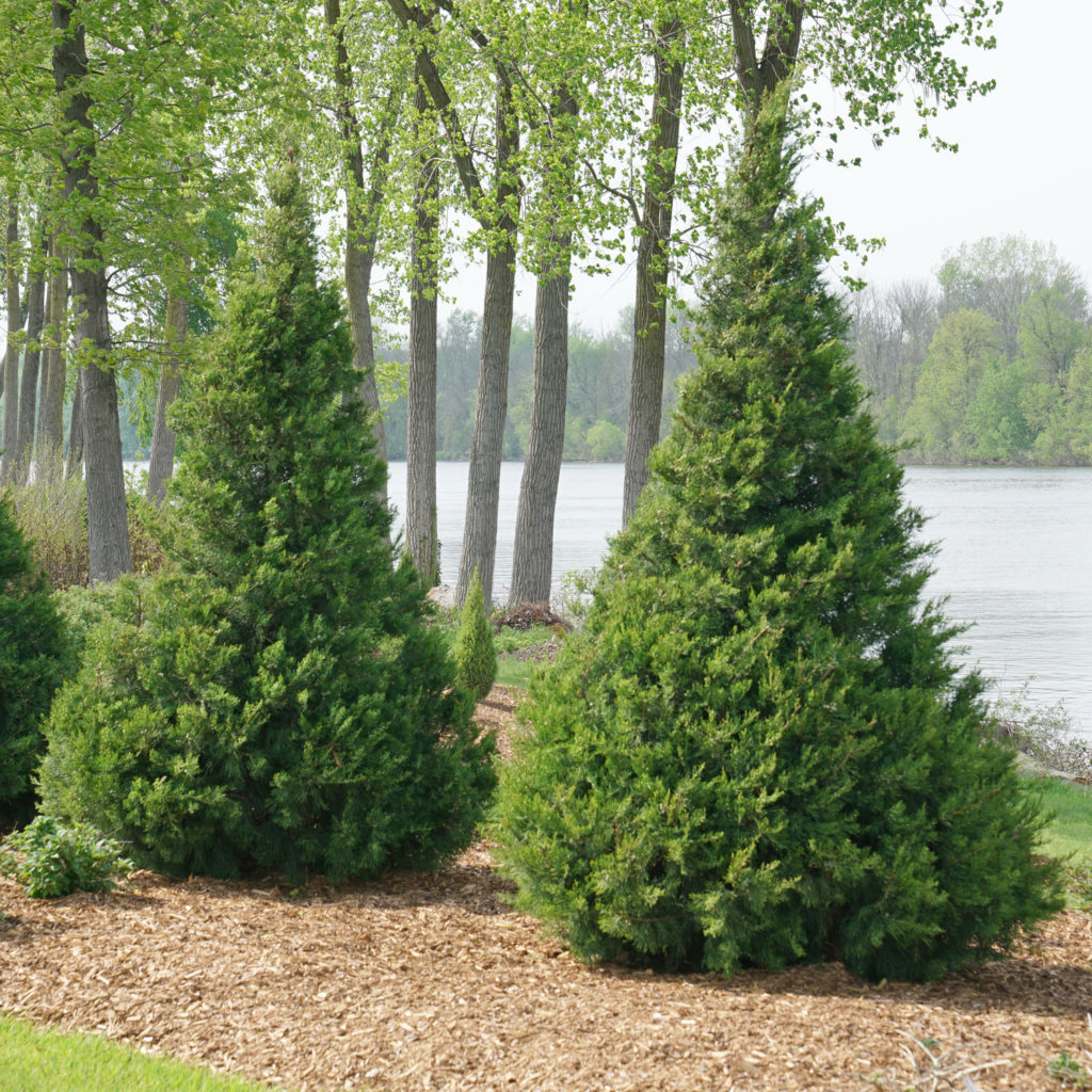 Gin Fizz® Juniper - Order Online