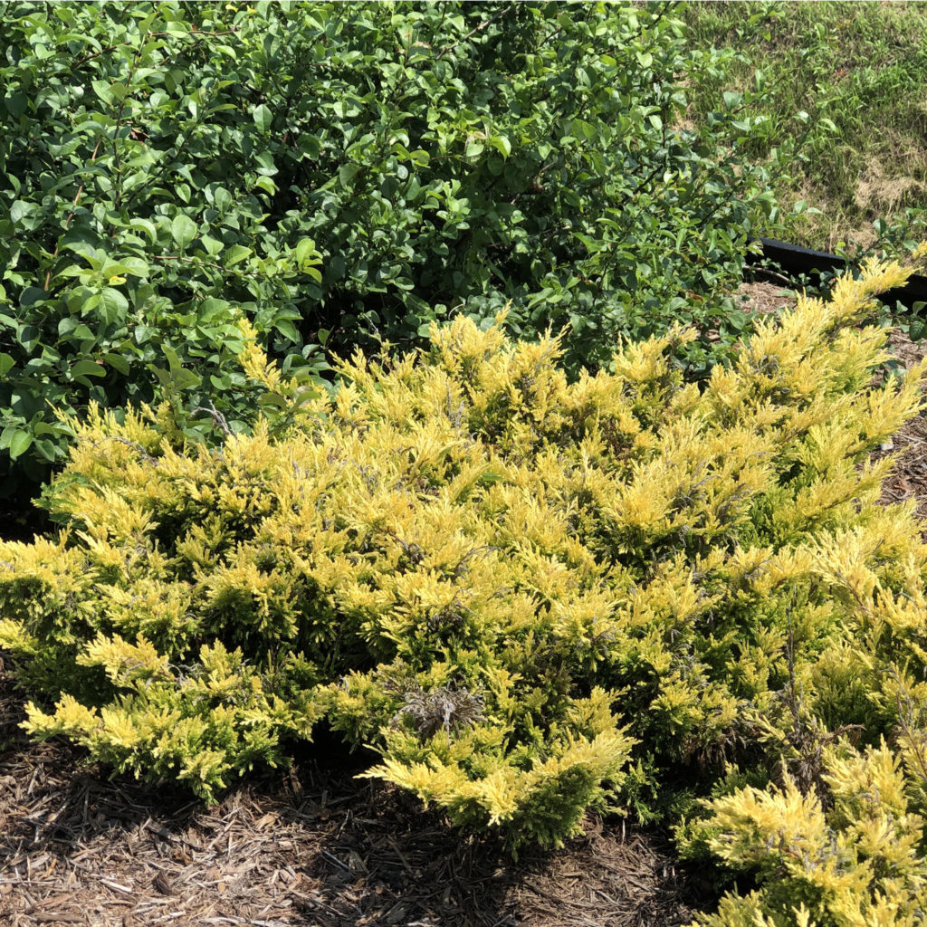 Juniperus GOOD VIBRATIONS Gold - Buy Juniper Shrubs Online