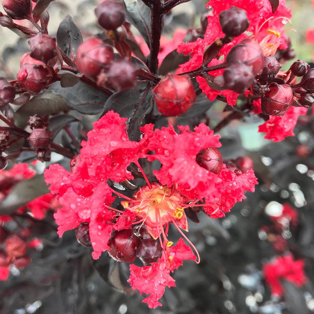 Center Stage® Red Crapemyrtle - Order Online