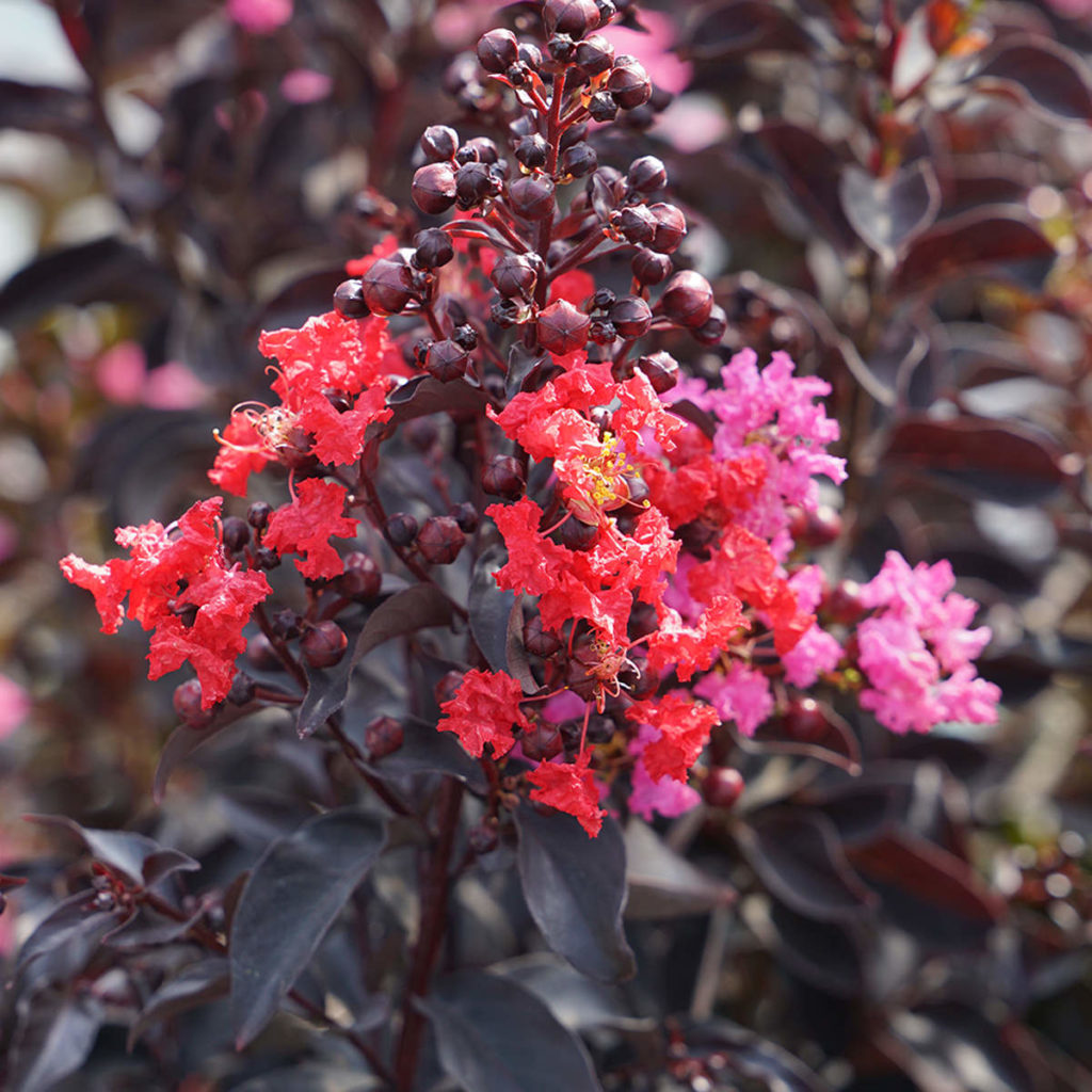 Center Stage® Red Crapemyrtle - Order Online