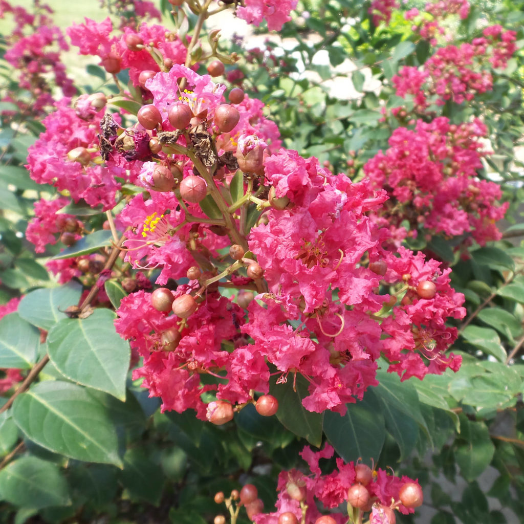 Lagerstroemia INFINITINI WATERMELON - Buy Crapemyrtle Shrubs Online