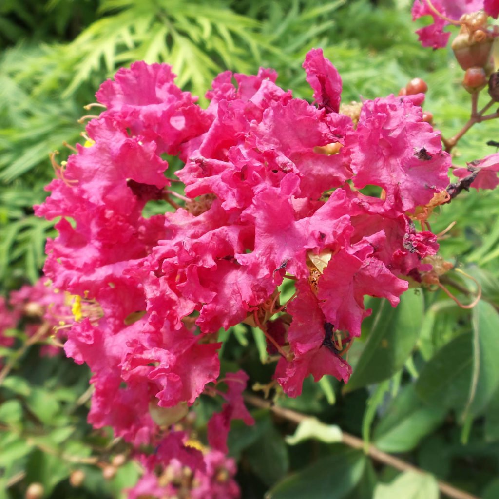 Lagerstroemia INFINITINI WATERMELON - Buy Crapemyrtle Shrubs Online