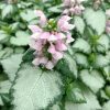 Lamium PINK CHABLIS™ - Order Online