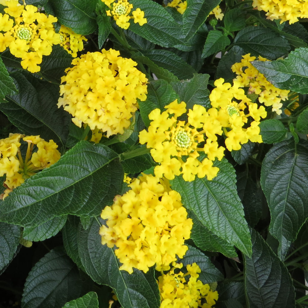 Lantana LUSCIOUS Bananarama - Buy Lantana Annuals Online