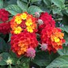 LUSCIOUS® CITRUS BLEND™ Lantana - Order Online